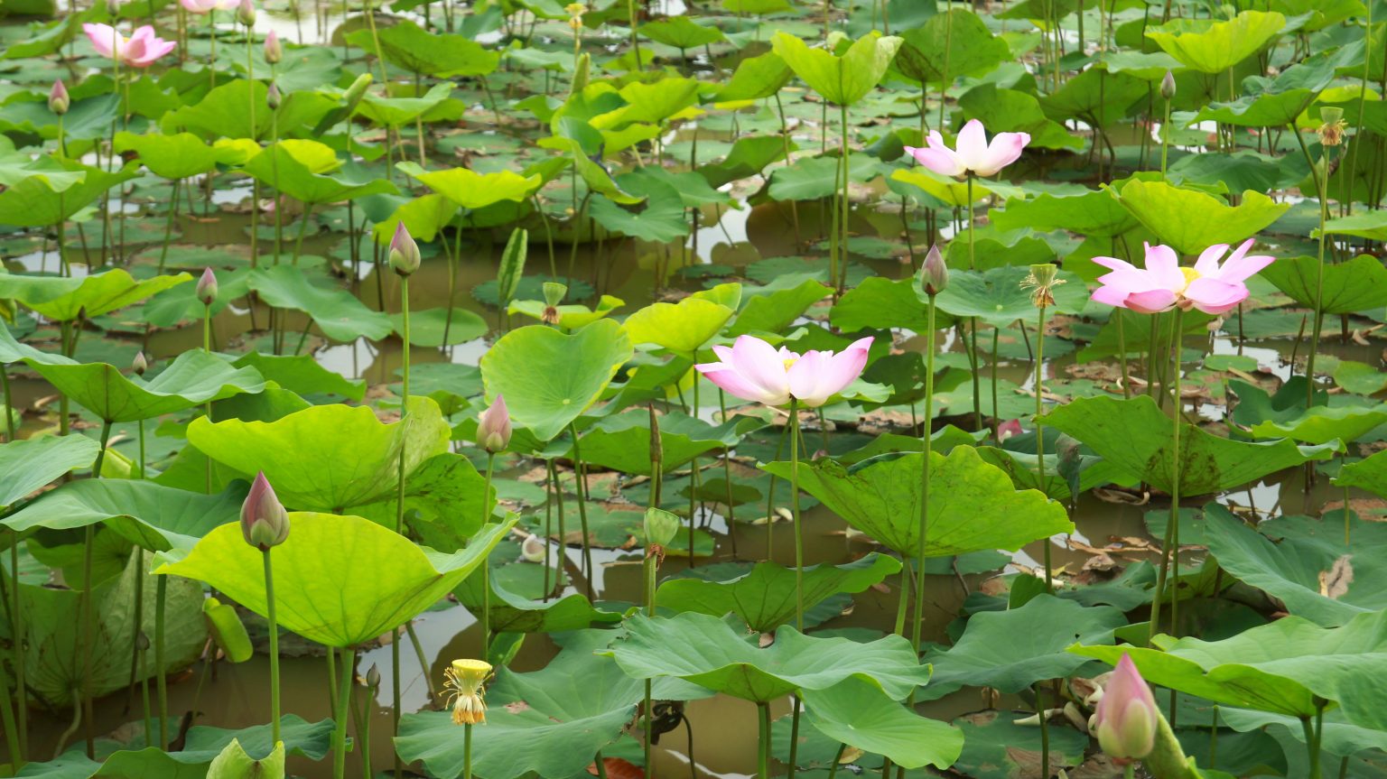 What is the Lotus Effect? - Northern Built